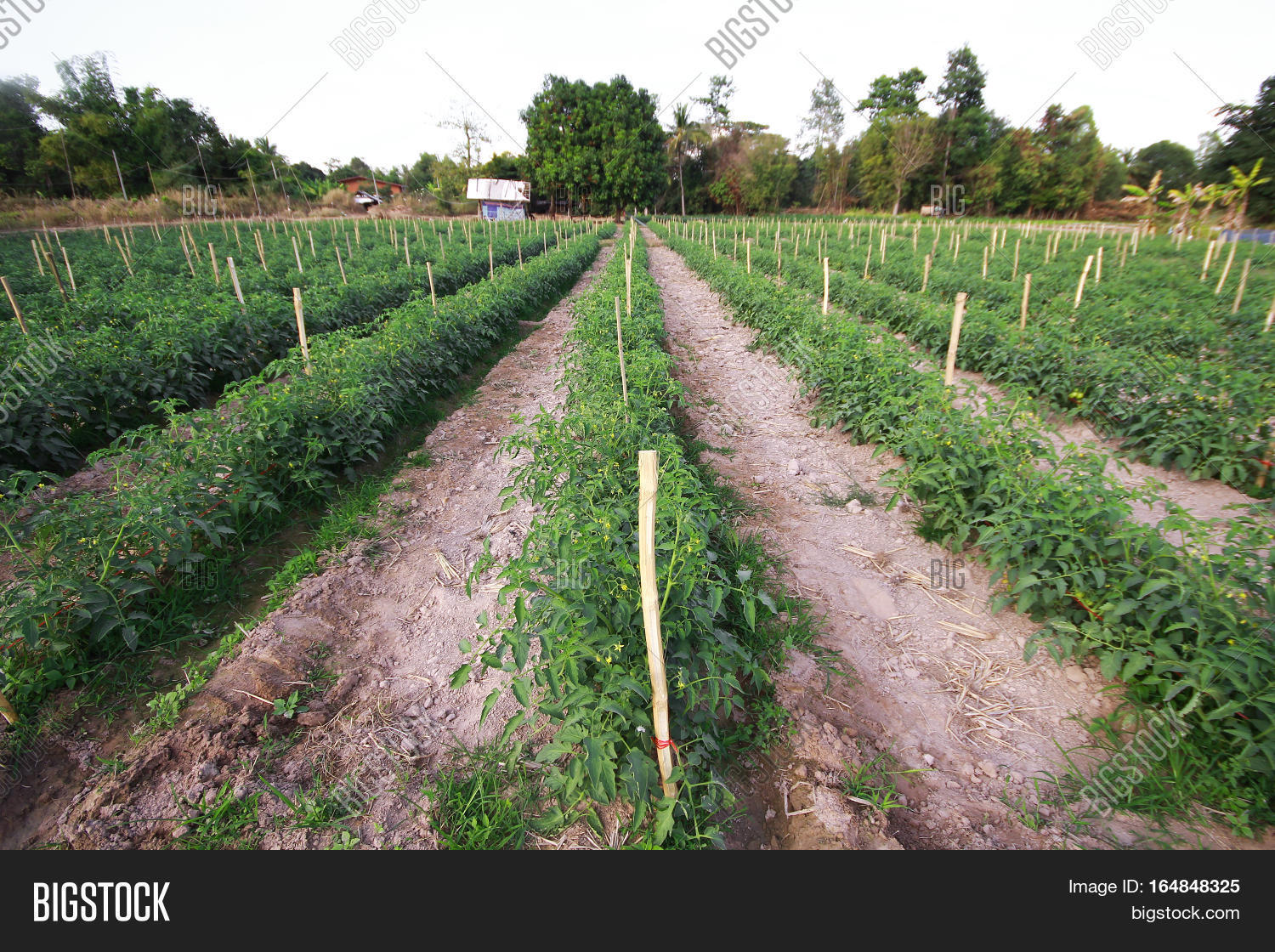 Rows Tomato Plants Image & Photo (Free Trial) | Bigstock