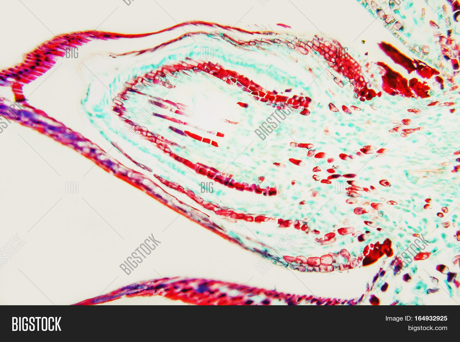 Cell Pinus Female Image & Photo (Free Trial) | Bigstock