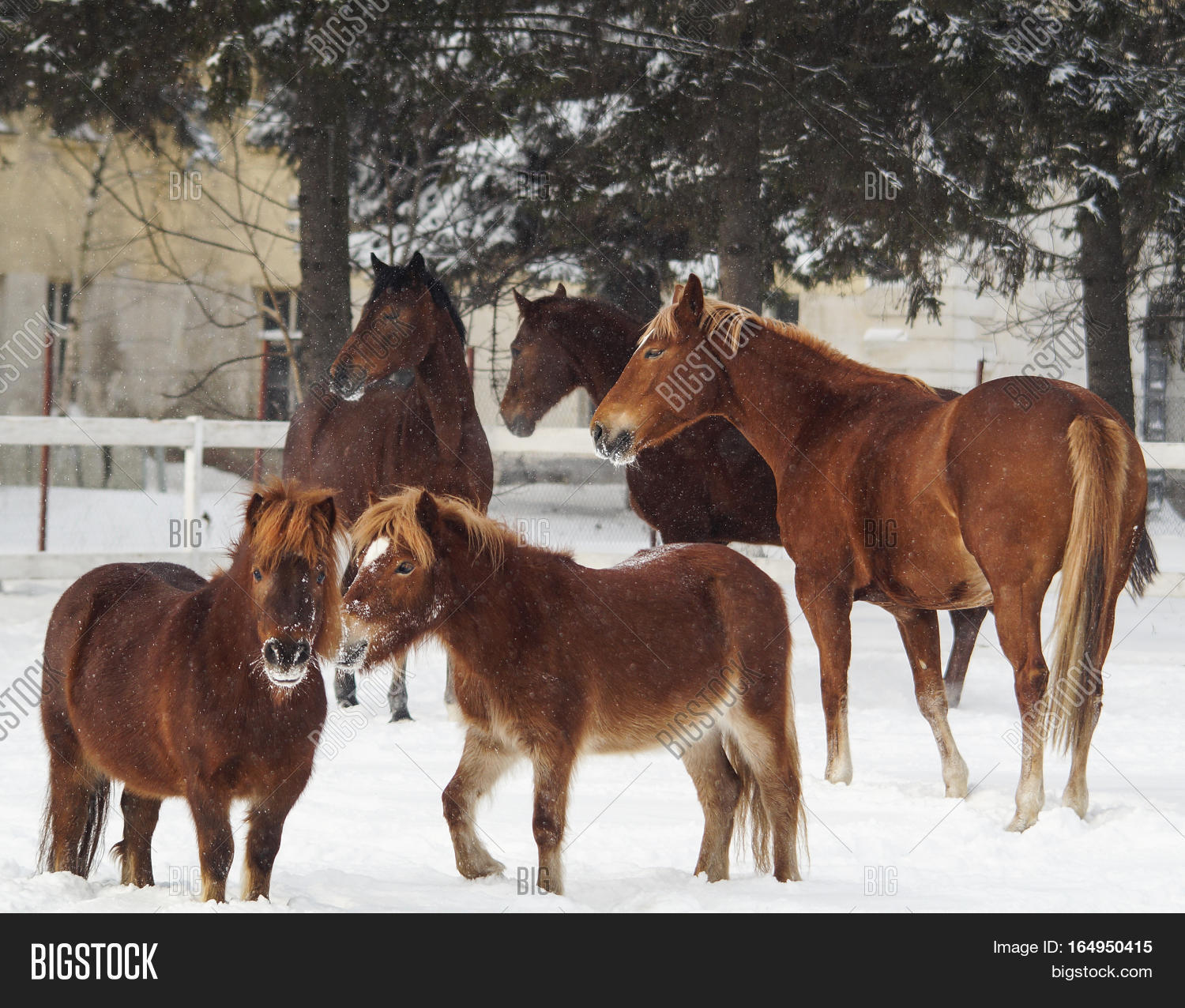 Group Red Horses Image & Photo (Free Trial) | Bigstock