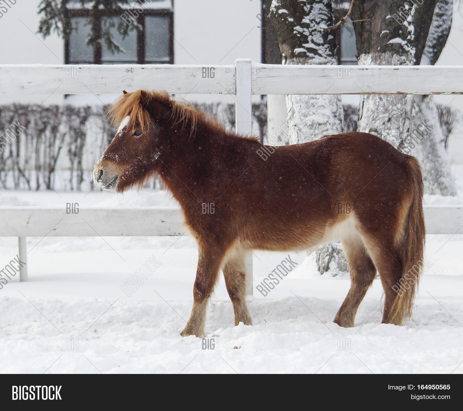 Red Shaggy Pony Image & Photo (Free Trial) | Bigstock