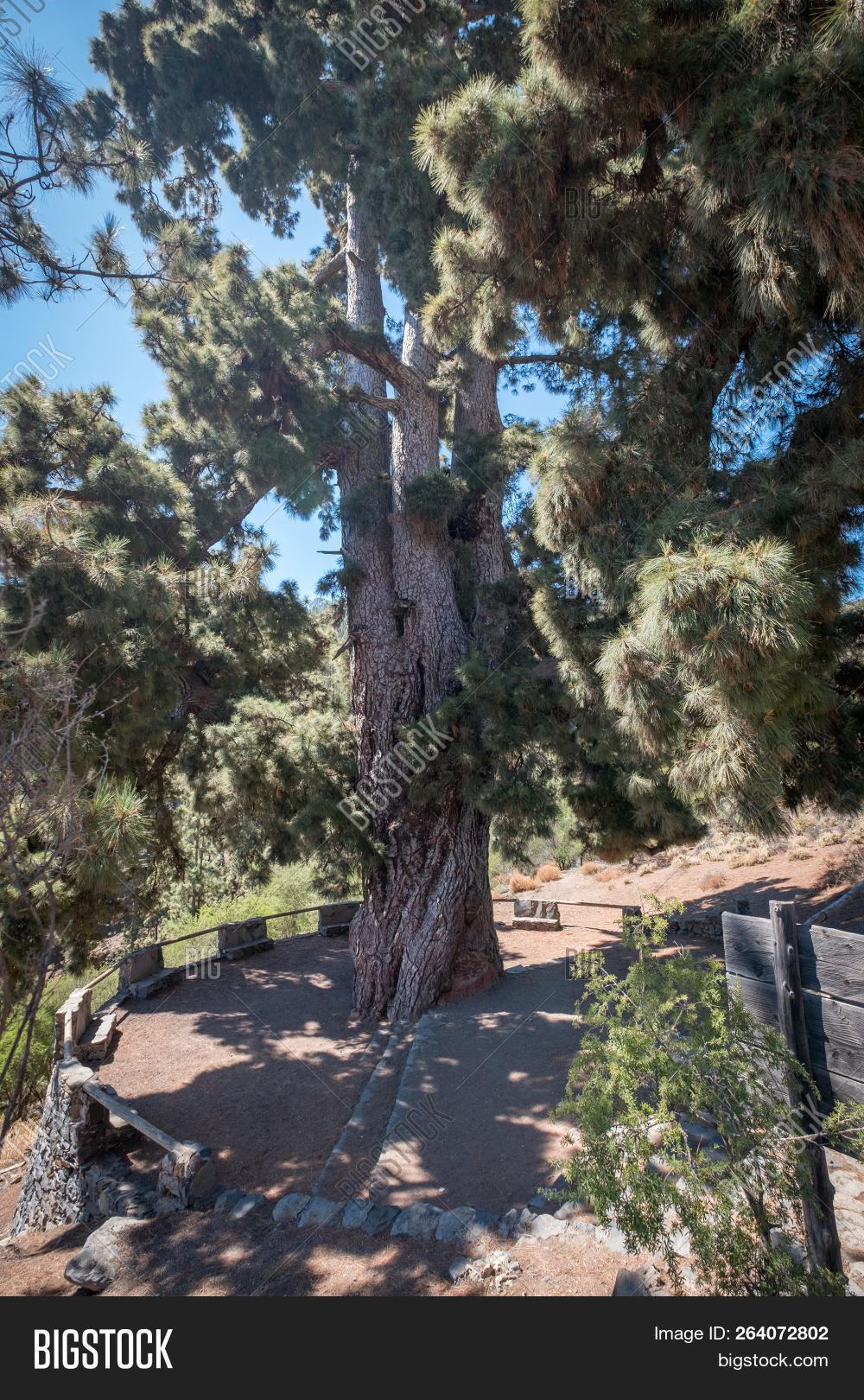 Giant Pine Tree Trunk Image & Photo (Free Trial) | Bigstock