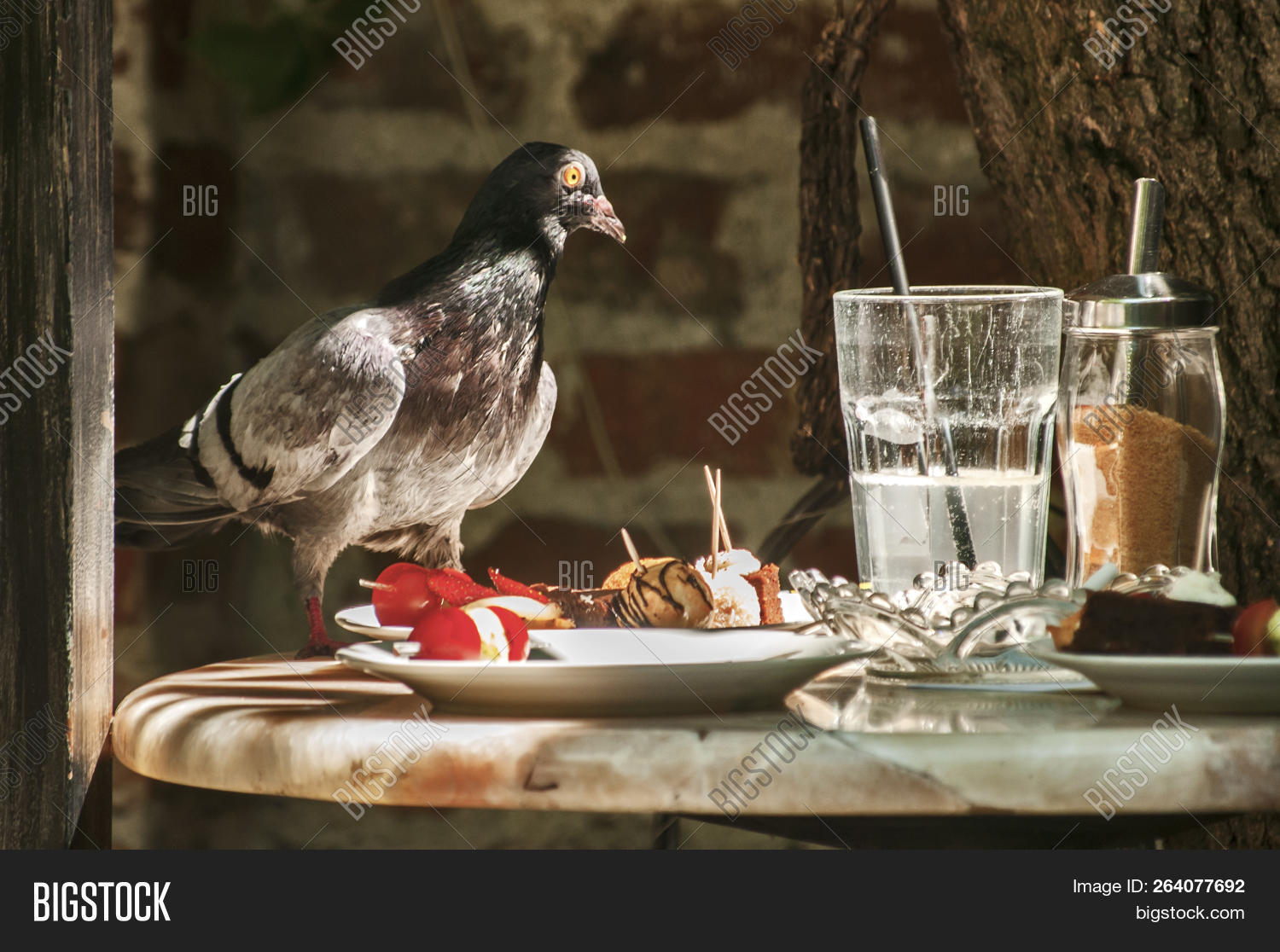 Cheeky Pigeon Eating Image & Photo (Free Trial) | Bigstock