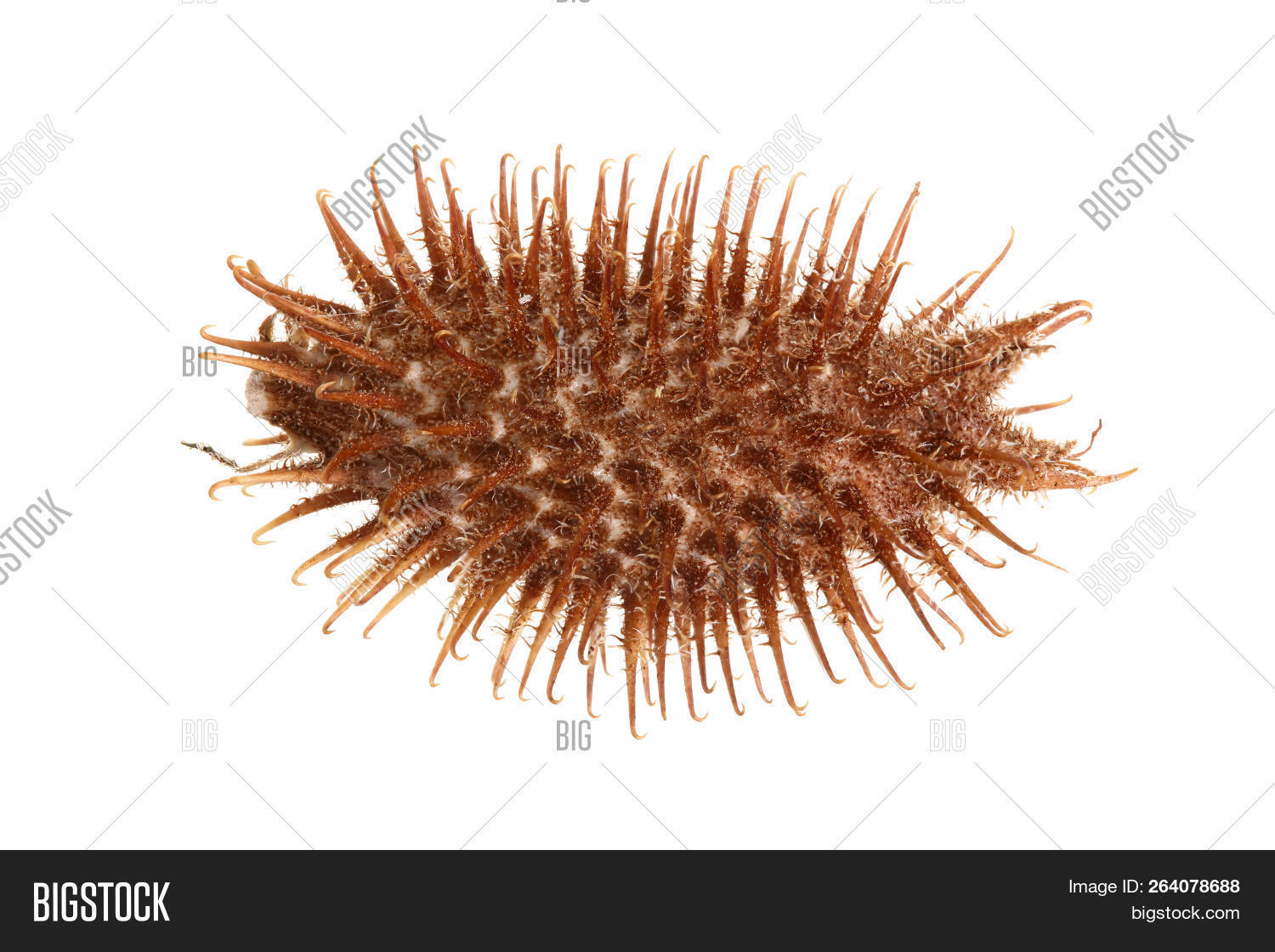 Dry Xanthium Image & Photo (Free Trial) | Bigstock