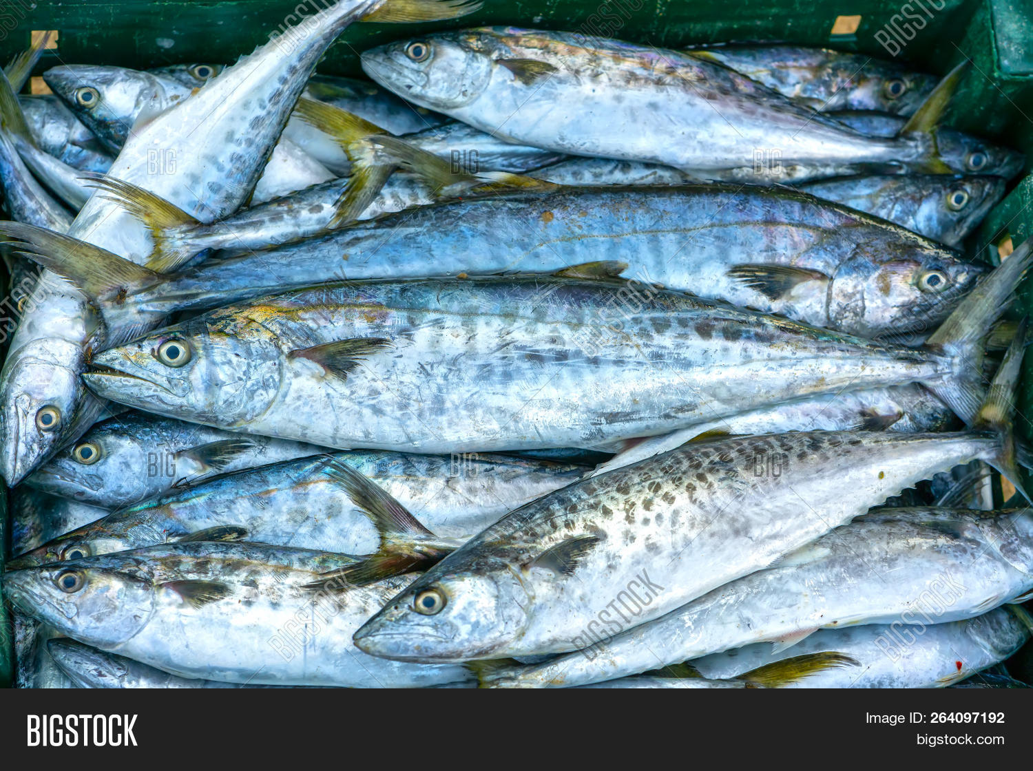 Fresh Spanish Mackerel Image & Photo (Free Trial) | Bigstock