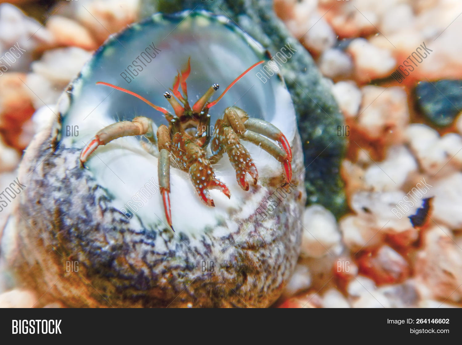 Small Funny Hermit Image & Photo (Free Trial) | Bigstock
