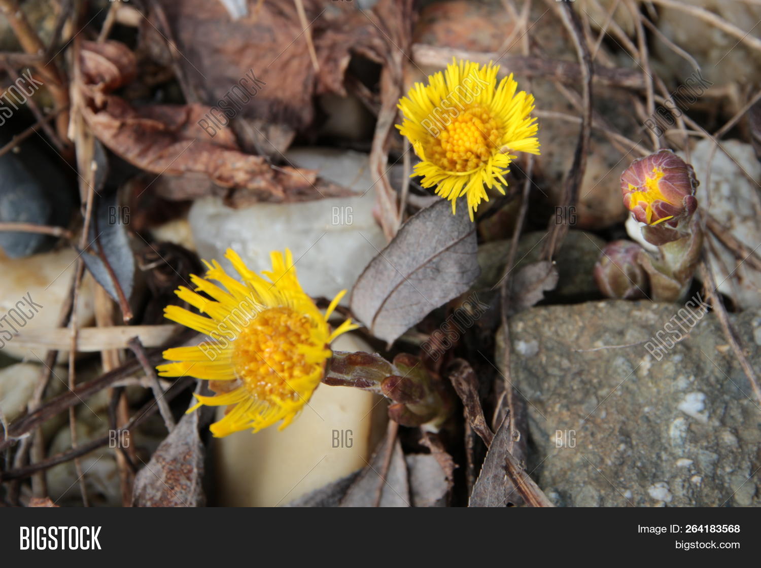 Beautiful Flowers Image & Photo (Free Trial) | Bigstock