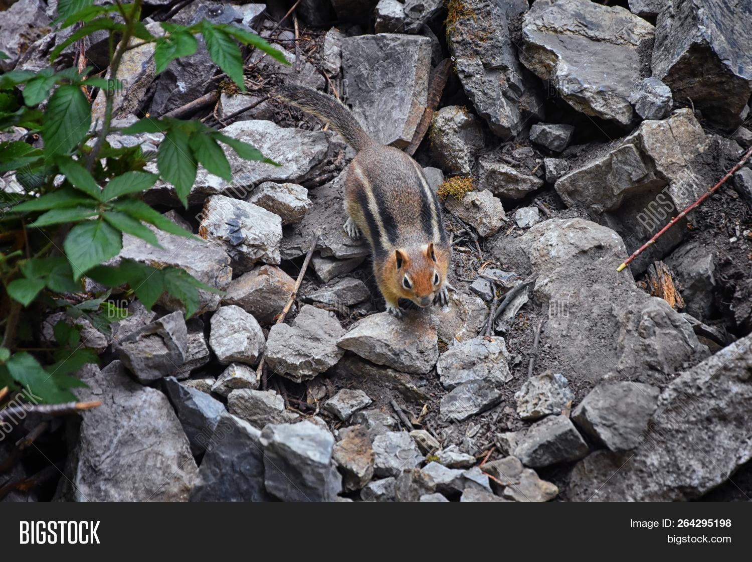 Western Chipmunk, ( Image & Photo (Free Trial) | Bigstock
