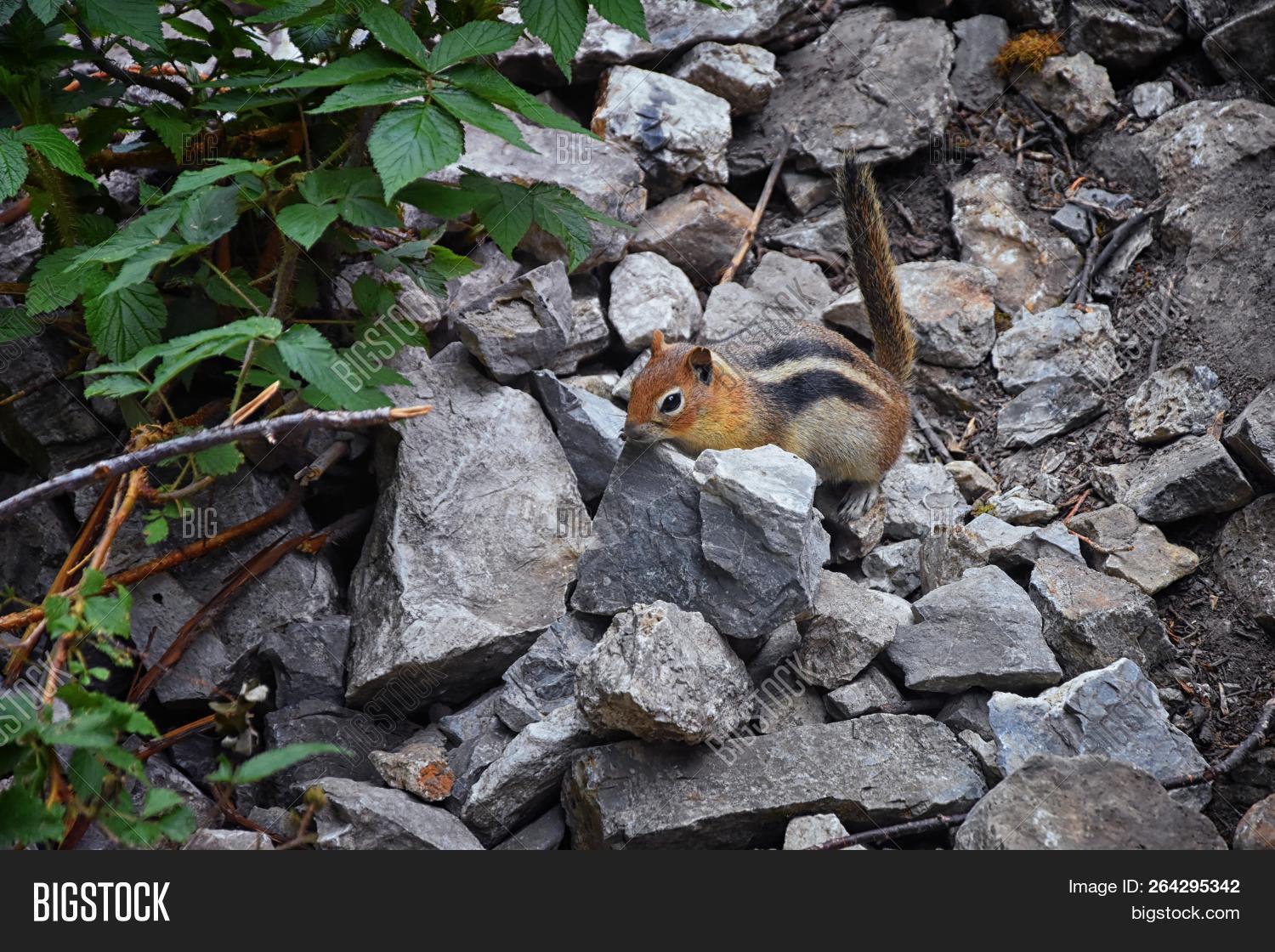 Western Chipmunk, ( Image & Photo (Free Trial) | Bigstock