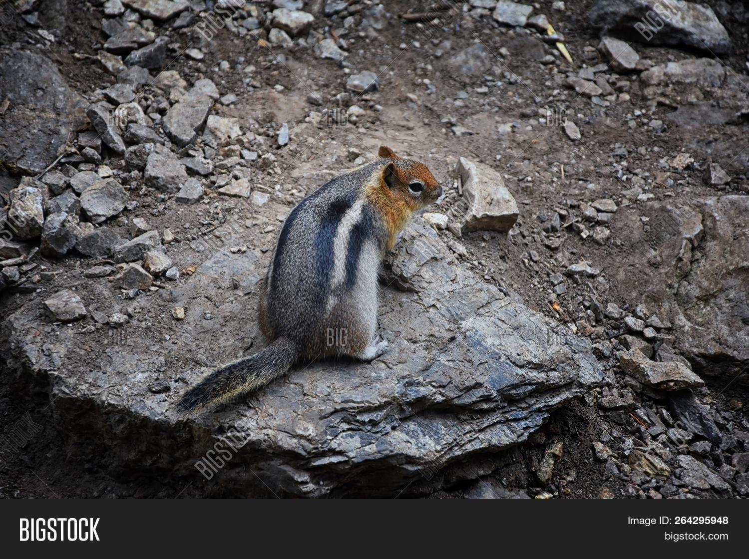 Western Chipmunk, ( Image & Photo (Free Trial) | Bigstock