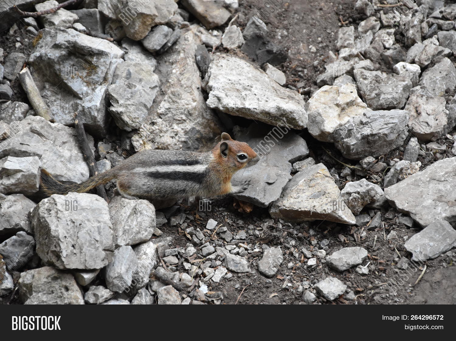 Western Chipmunk, ( Image & Photo (Free Trial) | Bigstock