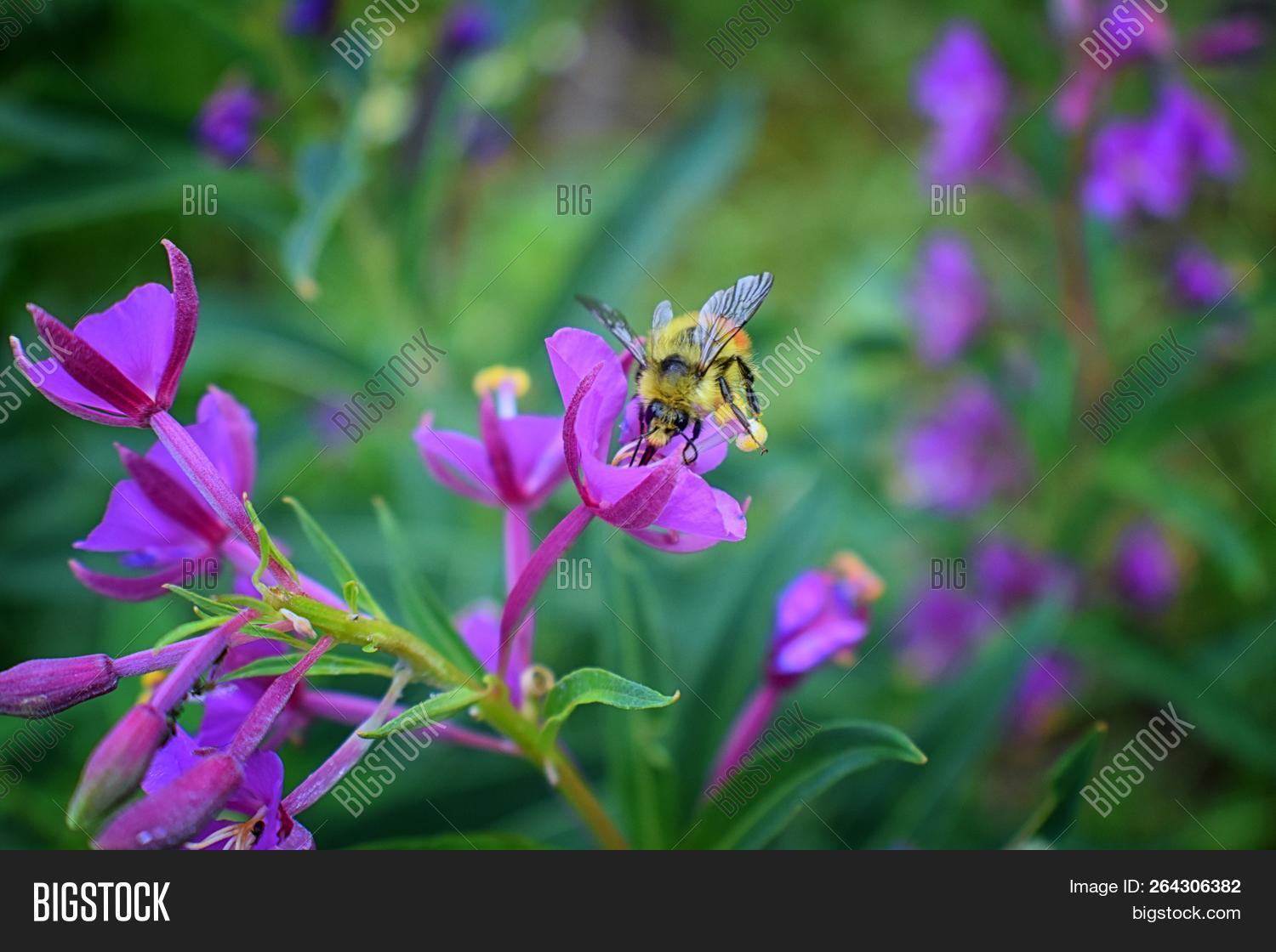 Bumble Bee (bombus Image & Photo (Free Trial) | Bigstock