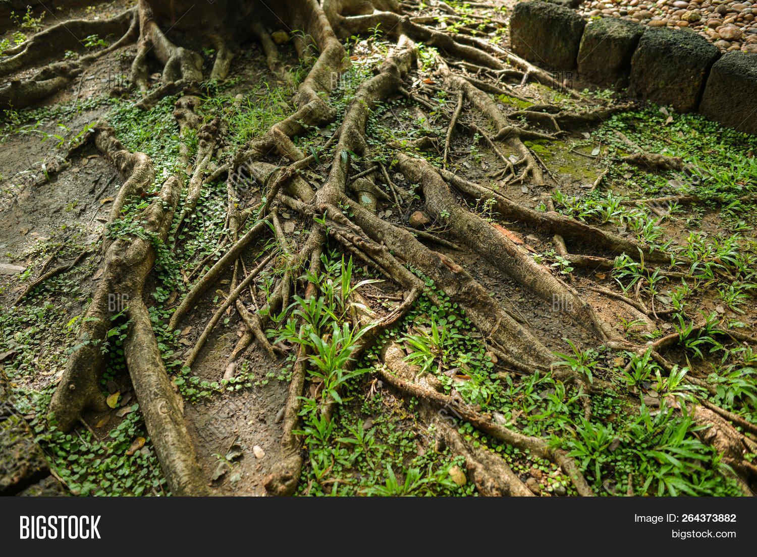Tree Roots , Green Image & Photo (Free Trial) | Bigstock