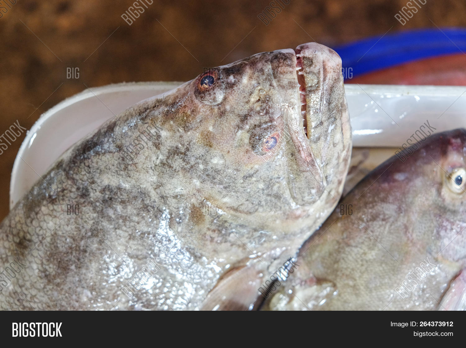 Sole Fish, Ingredient Image & Photo (Free Trial) | Bigstock