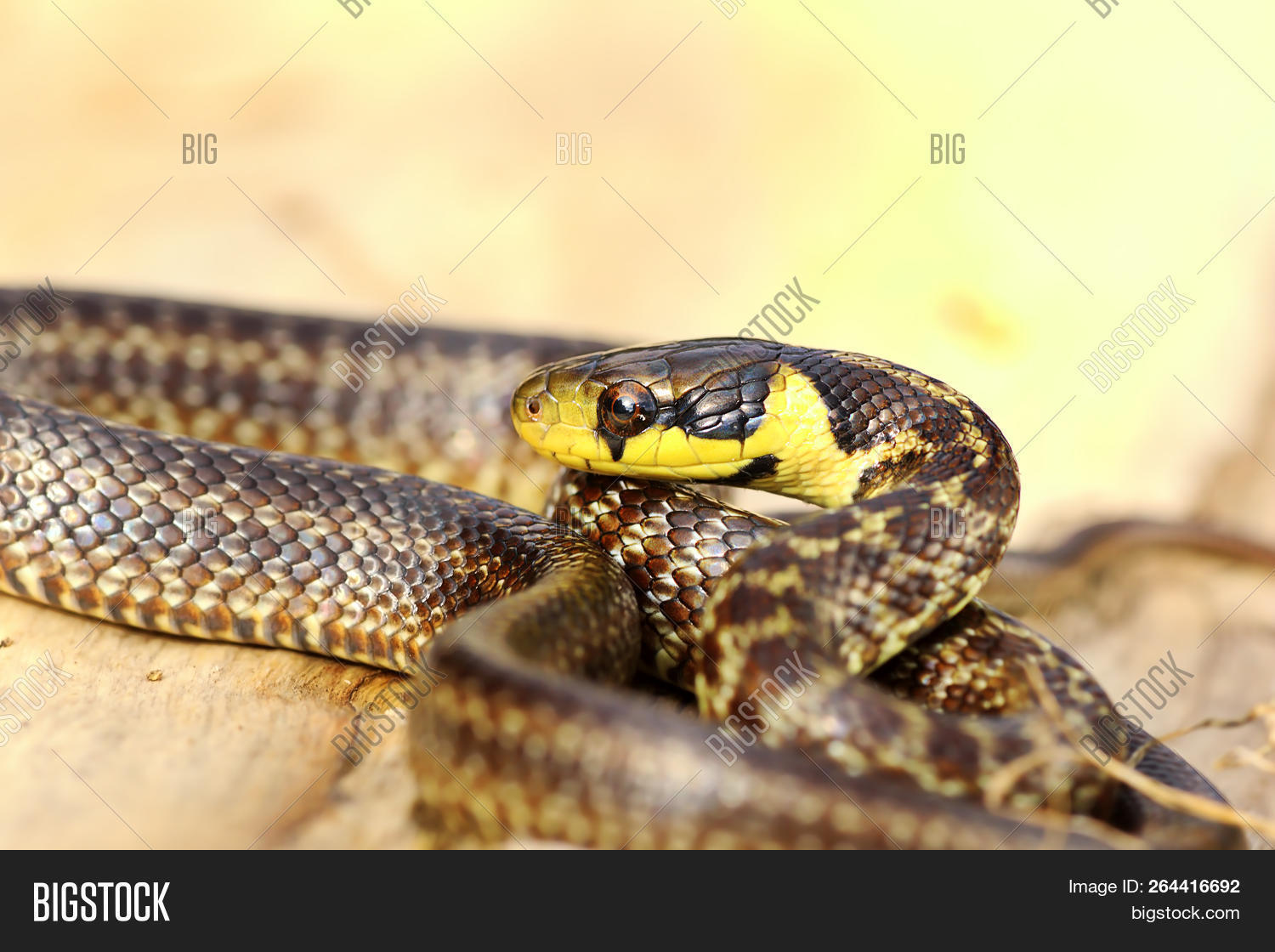 Zamenis Longissimus Image & Photo (Free Trial) | Bigstock