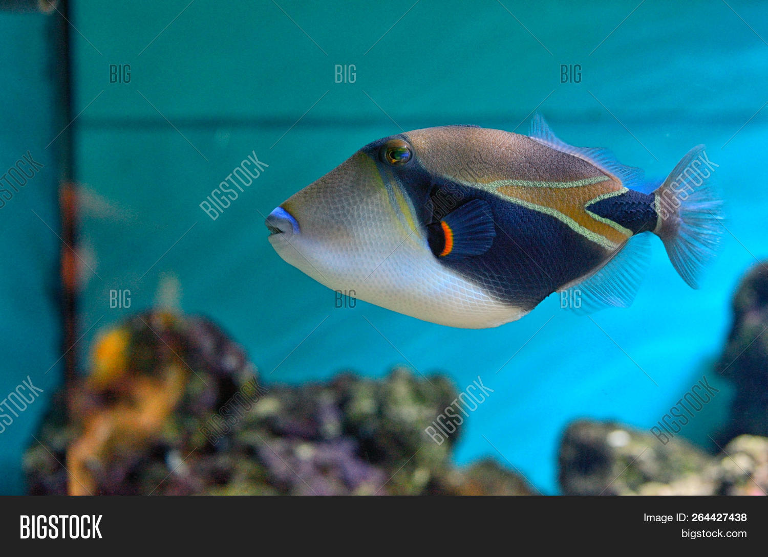 Lagoon Triggerfish Image & Photo (Free Trial) | Bigstock