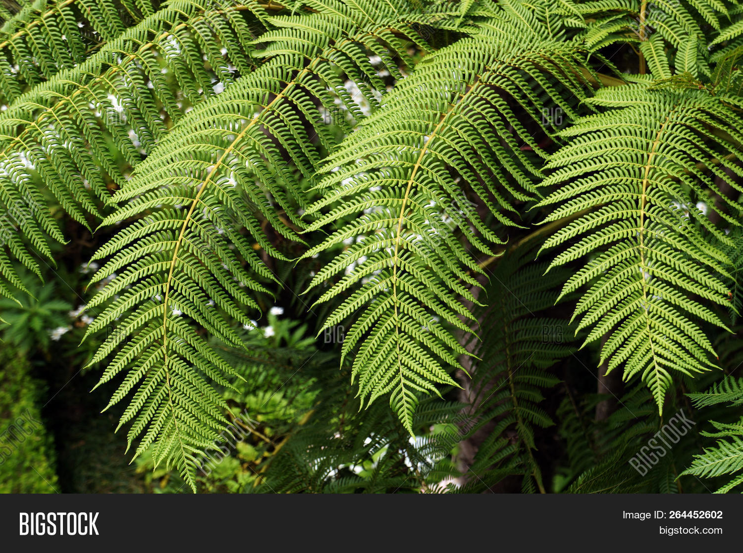 Hay-scented Fern ( Image & Photo (Free Trial) | Bigstock