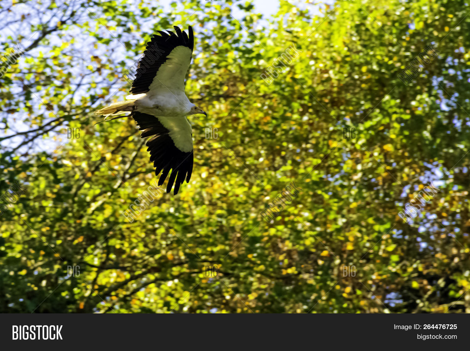 Flying Egyptian Image & Photo (Free Trial) | Bigstock