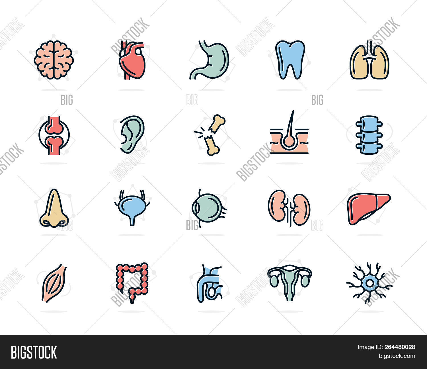 Set Anatomy Organs Image & Photo (Free Trial) | Bigstock