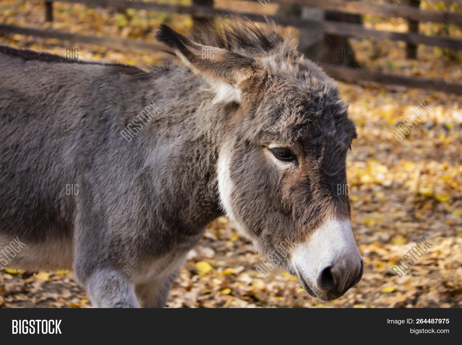 Poitou Donkey Known Image & Photo (Free Trial) | Bigstock