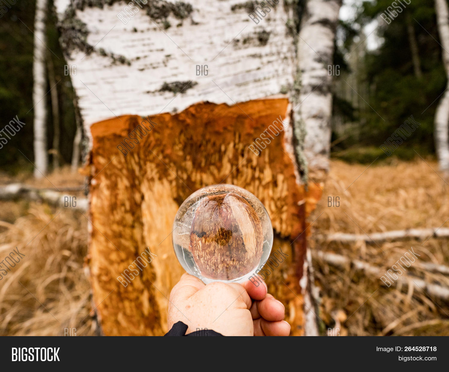 Beaver Can Chew Down Image & Photo (Free Trial) | Bigstock