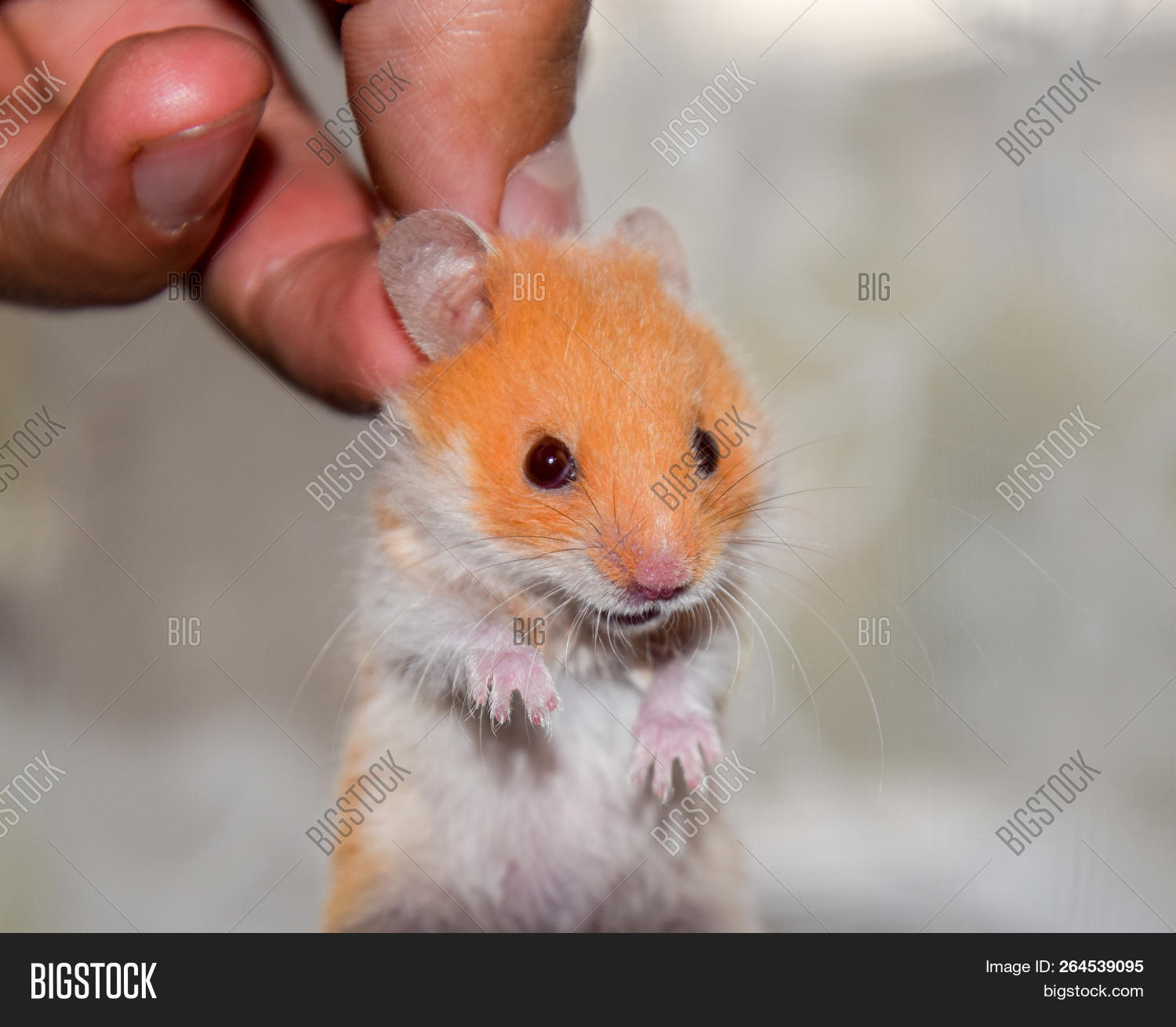 Hamster Hand. Hamster Image & Photo (Free Trial) | Bigstock