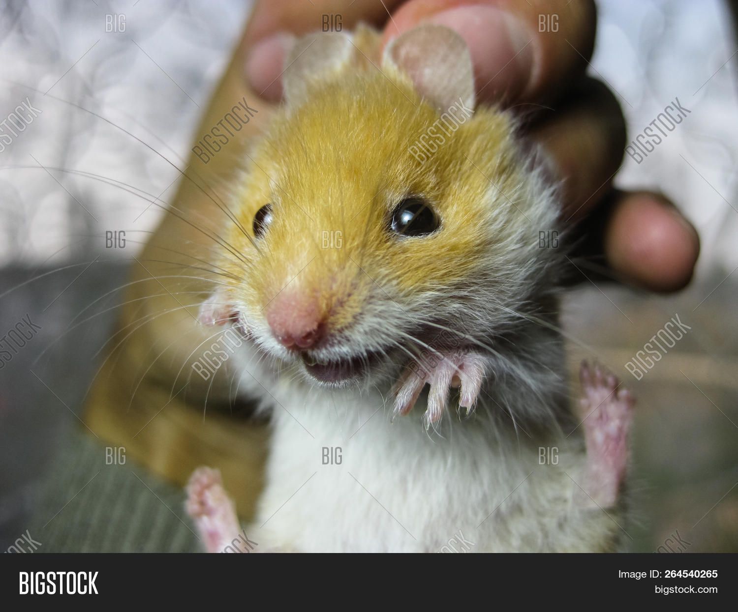 Hamster Hand. Hamster Image & Photo (Free Trial) | Bigstock
