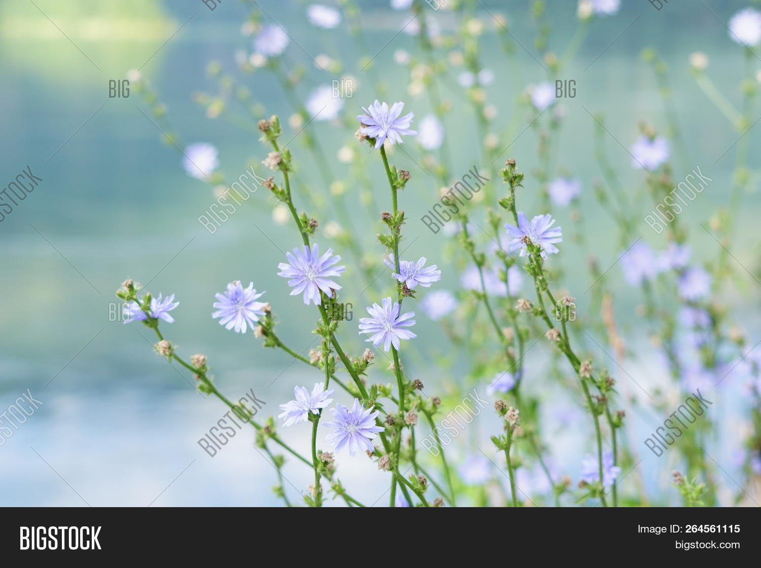 Slender Stalks Image & Photo (Free Trial) | Bigstock