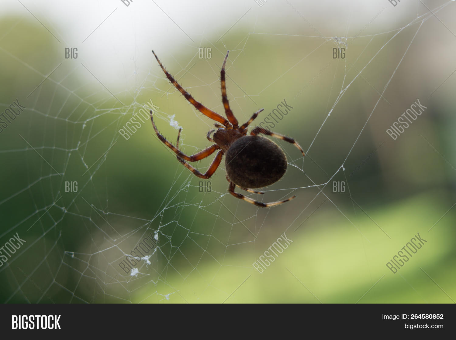 Spotted Orb Weaver Image And Photo Free Trial Bigstock