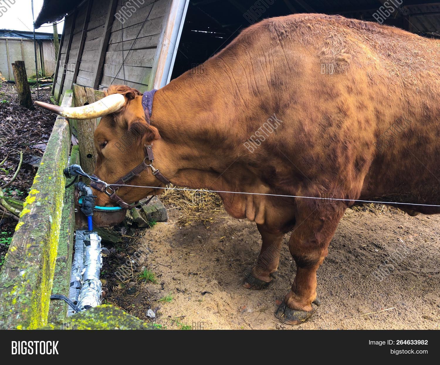 Brown Bonsmara Bulls Image & Photo (Free Trial) | Bigstock