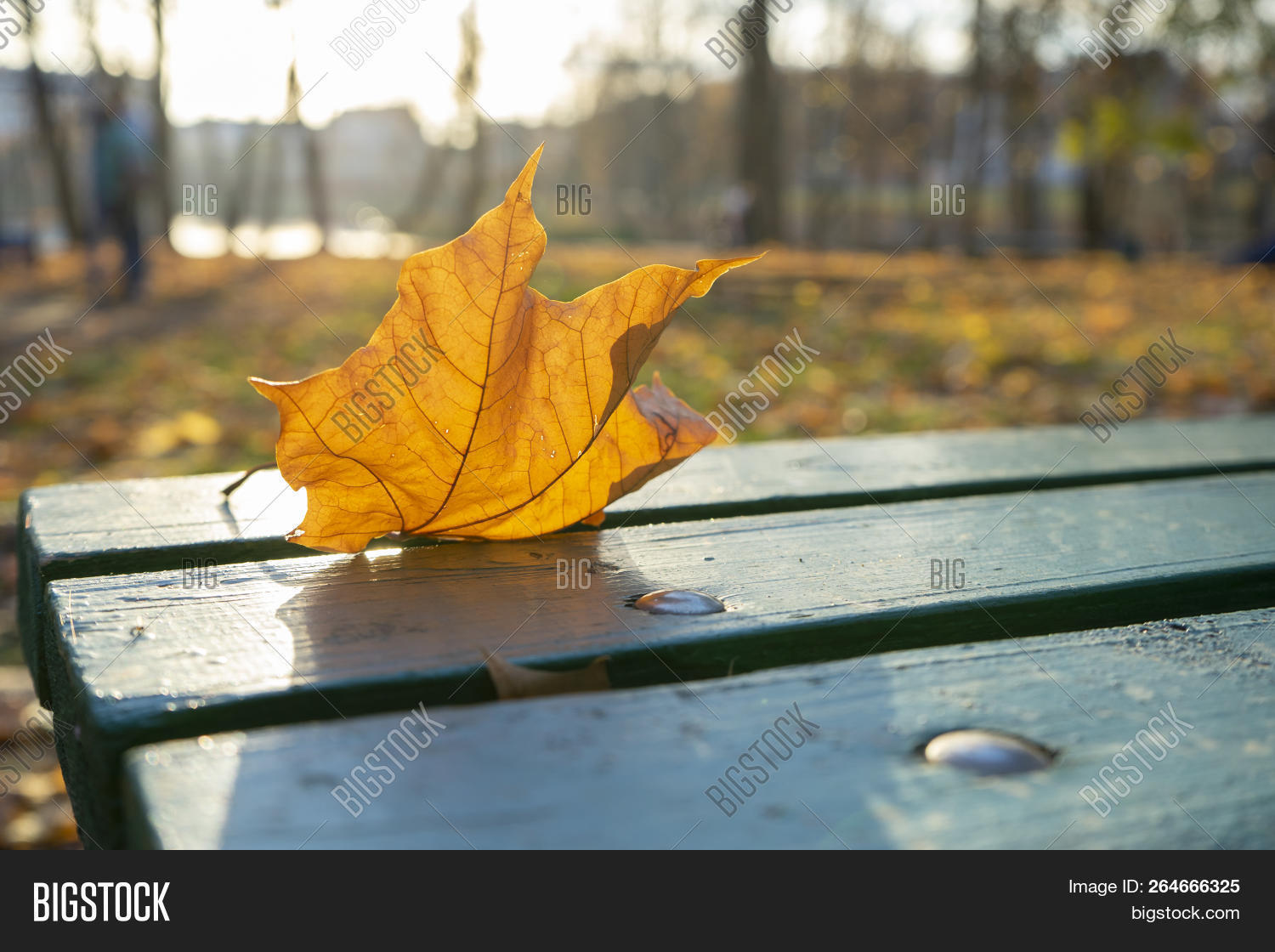 Falling Leaves. Autumn Image & Photo (Free Trial) | Bigstock