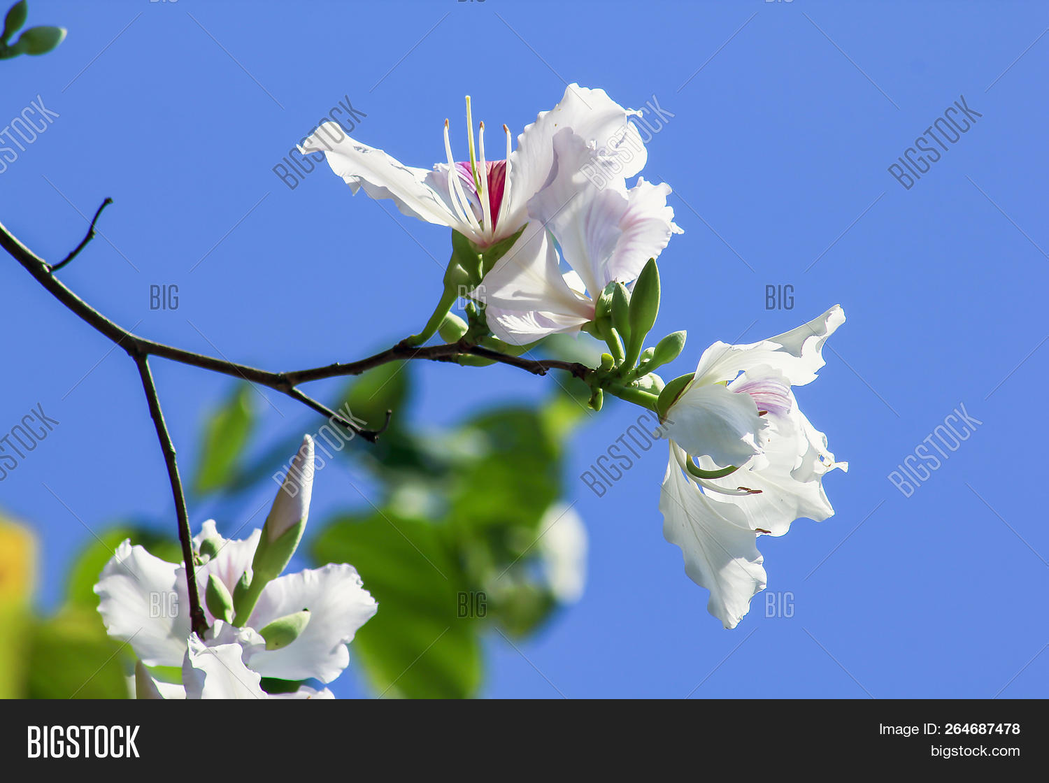 White Bauhinia Image & Photo (Free Trial) | Bigstock