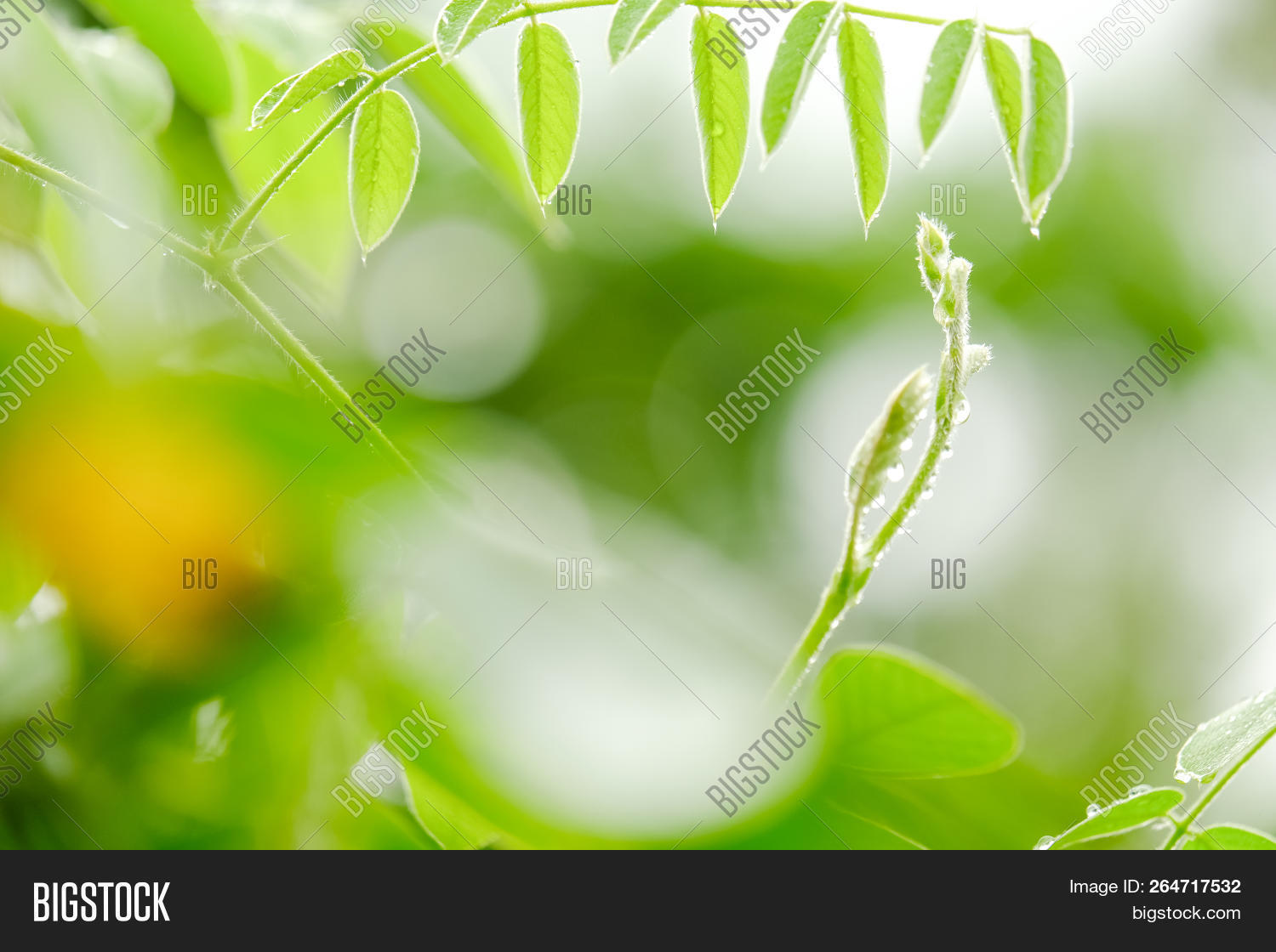 Put Forth Leave-buds Image & Photo (Free Trial) | Bigstock