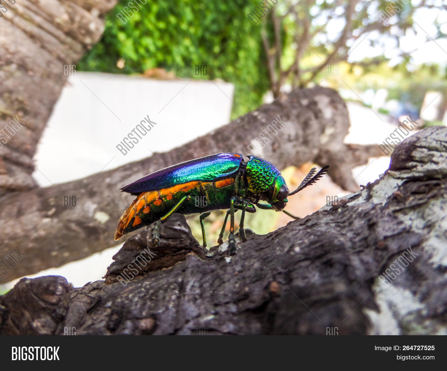 Buprestidae Family Image & Photo (Free Trial) | Bigstock