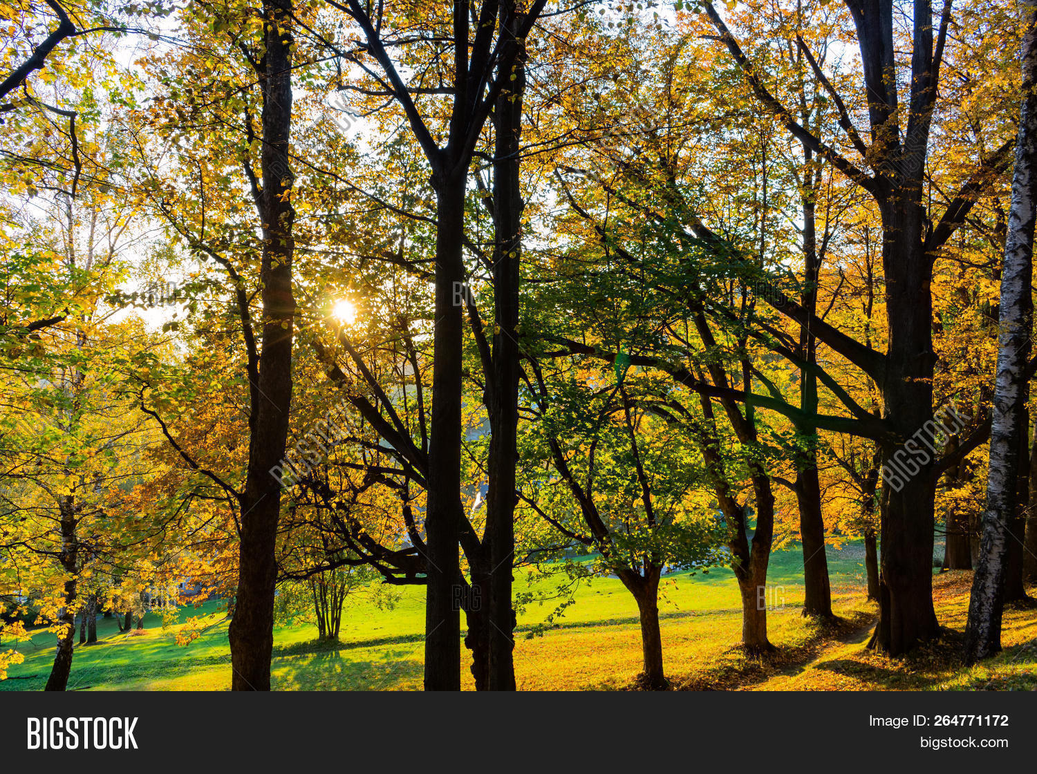 Bright Green Forest Image & Photo (Free Trial) | Bigstock