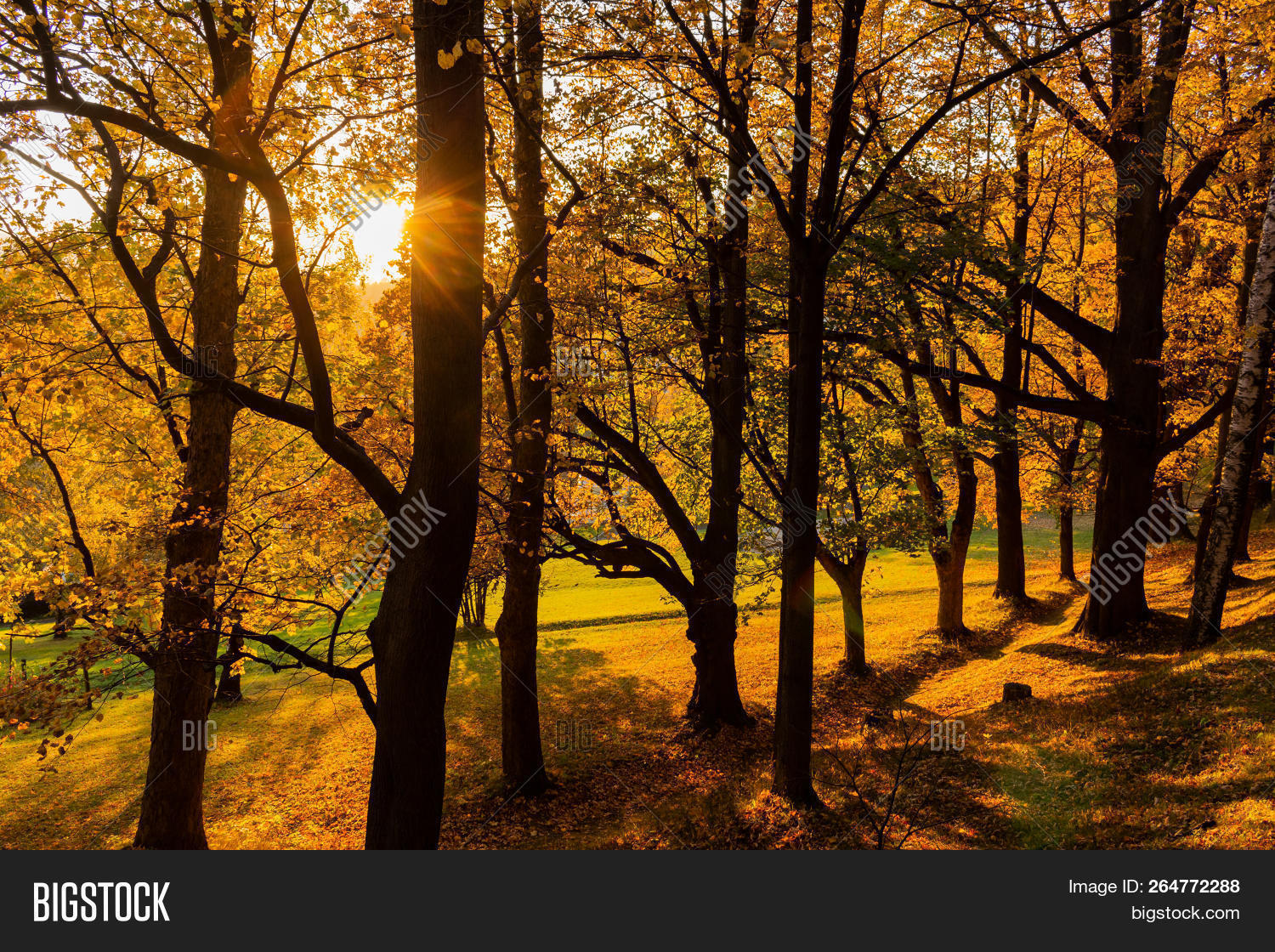 Forest Spring Image & Photo (Free Trial) | Bigstock