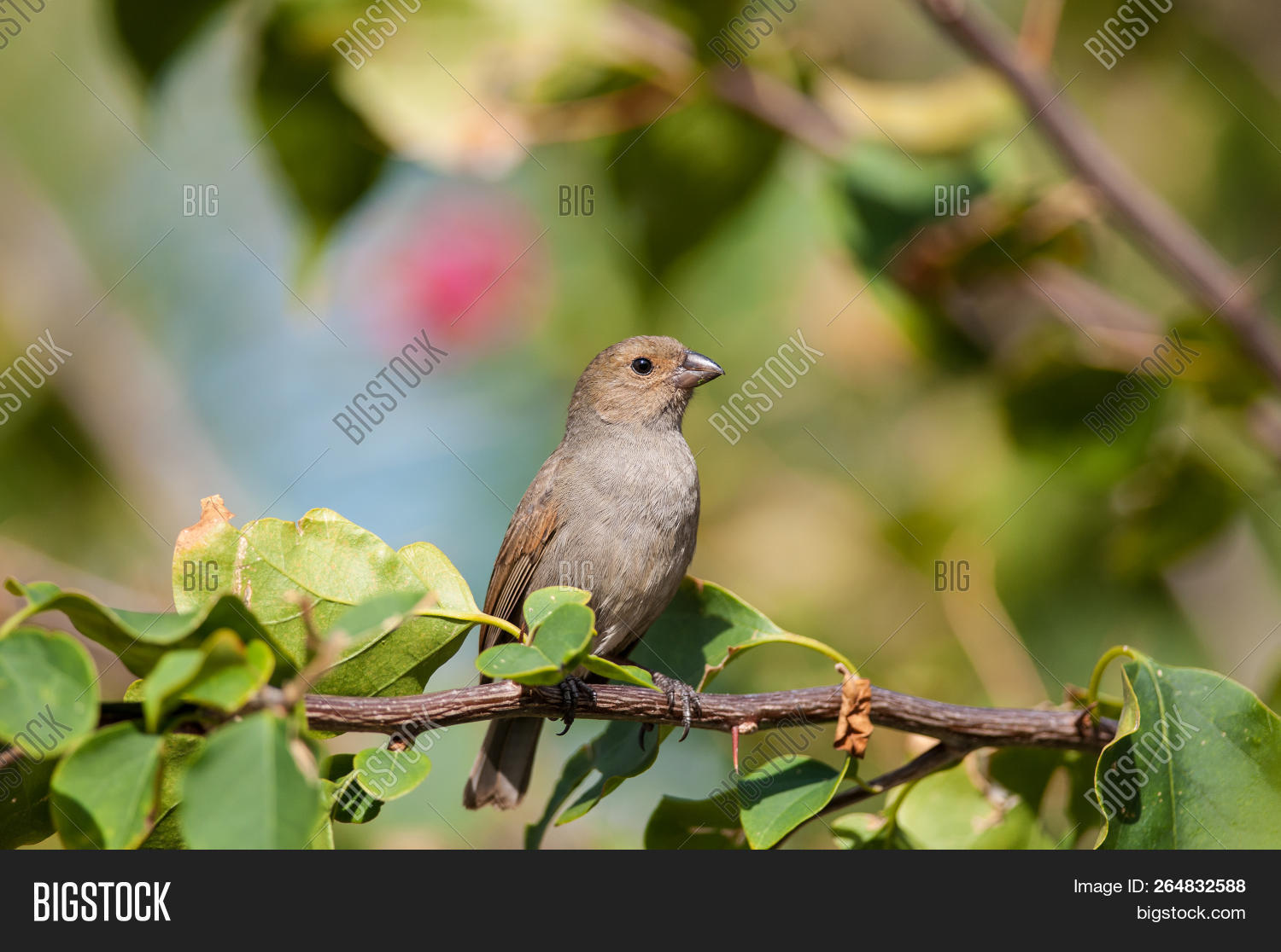 Lesser Antillean Image & Photo (Free Trial) | Bigstock