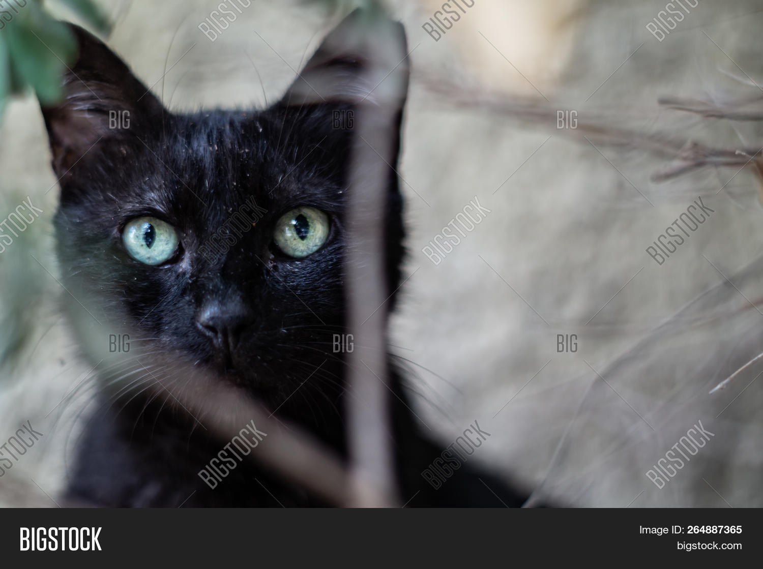 Black Cat Grace, Close Image & Photo (Free Trial) | Bigstock