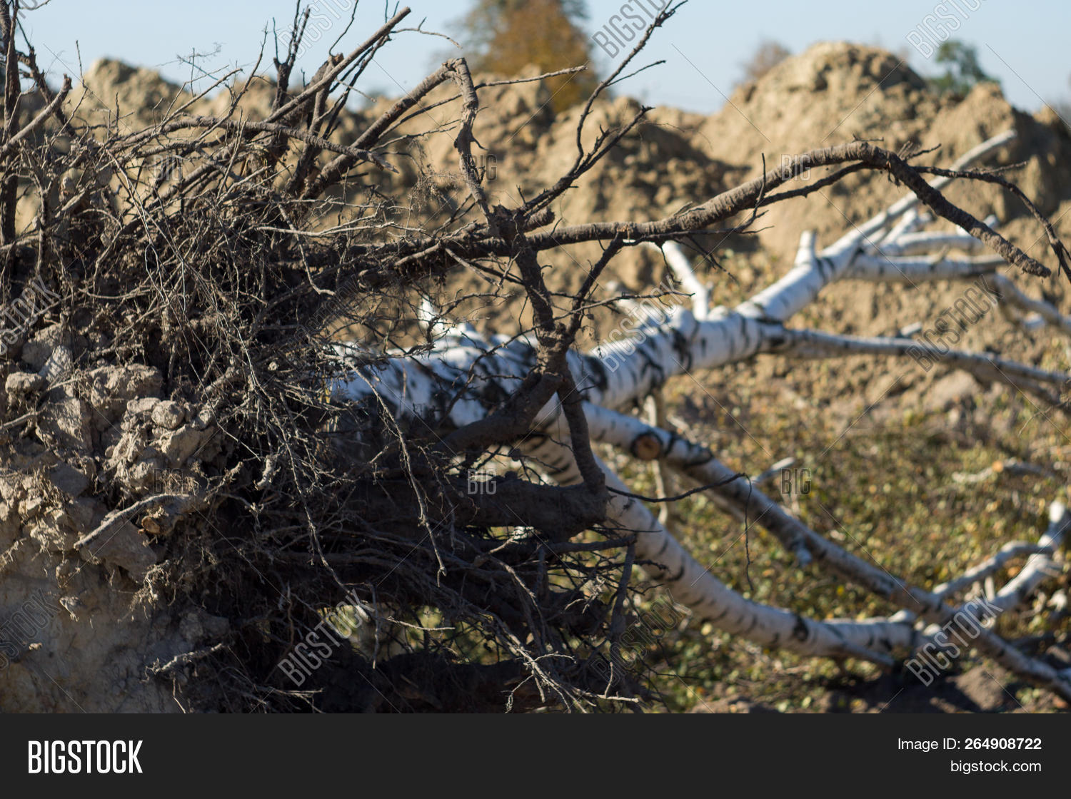 Uprooting Old Trees Image & Photo (Free Trial) | Bigstock