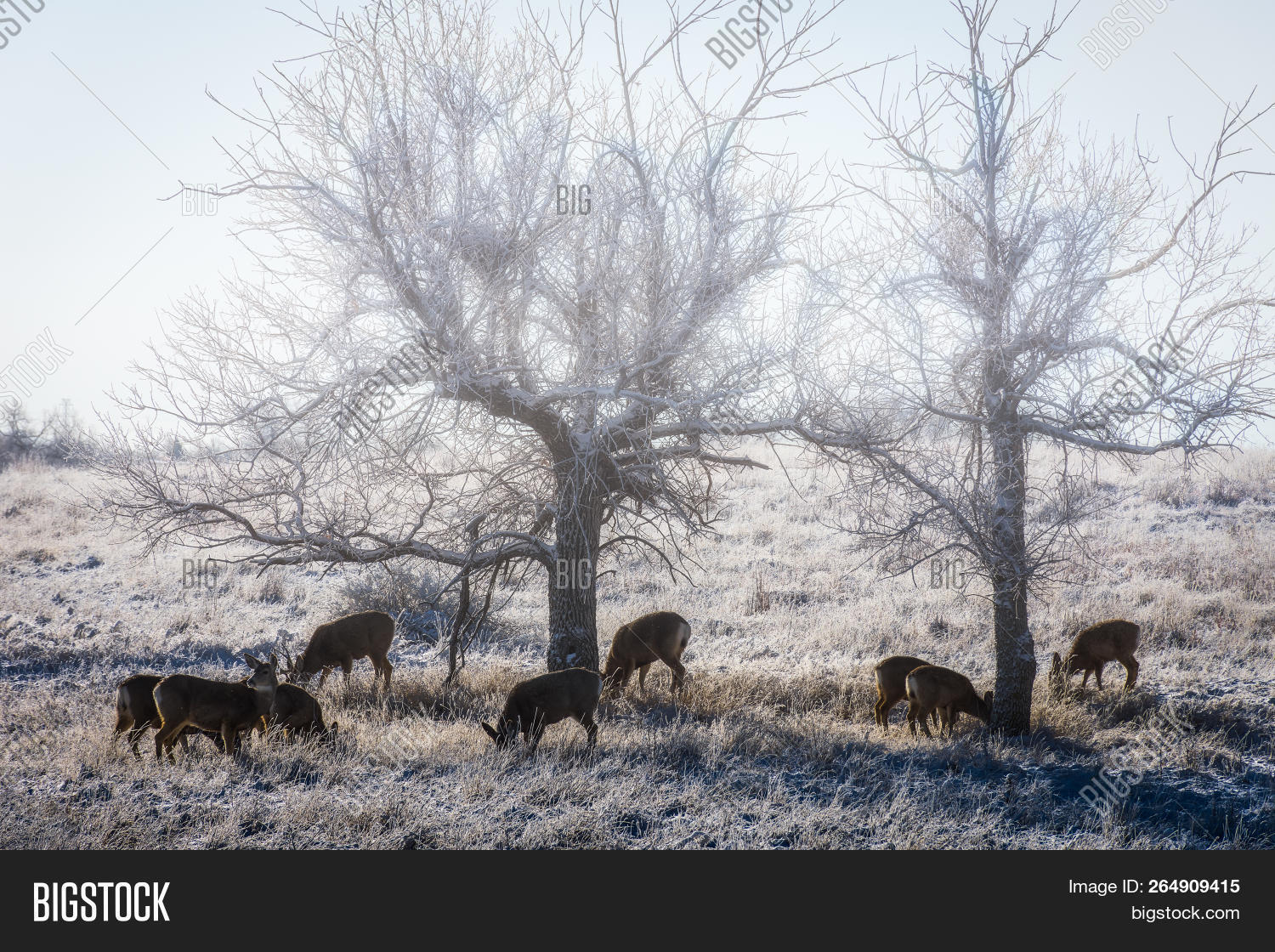 Wild Deer Colorado Image & Photo (Free Trial) | Bigstock