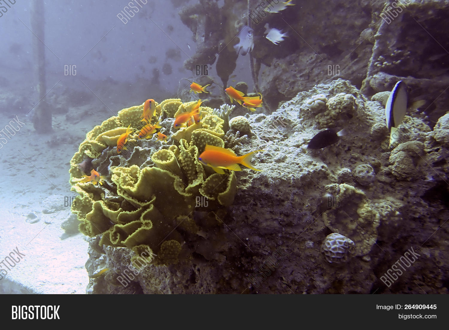 Sea Goldie Fish Small Image & Photo (Free Trial) | Bigstock