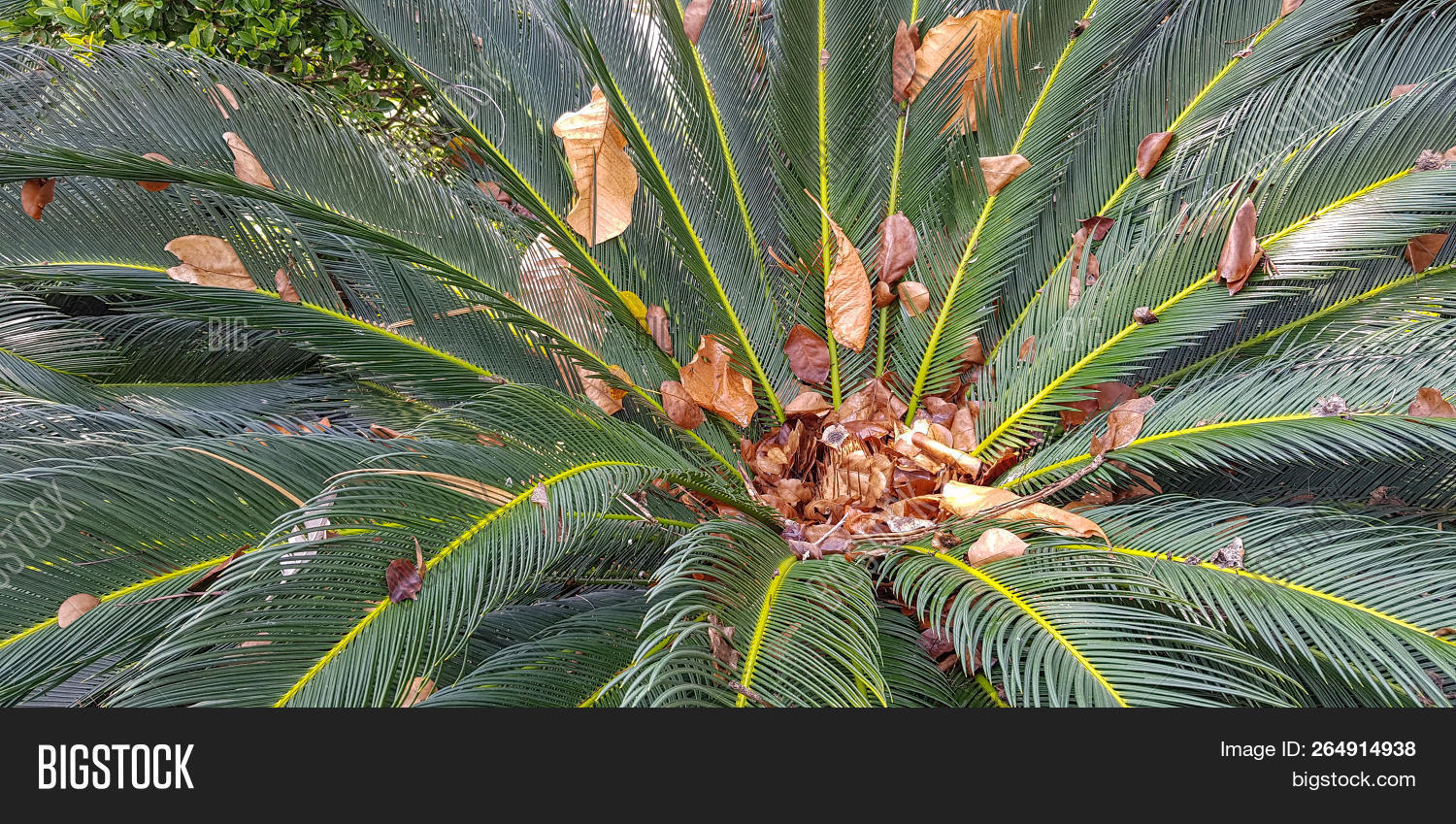 Cycadales Evergreen Image & Photo (Free Trial) | Bigstock