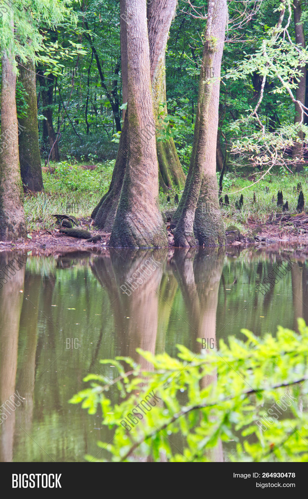 Trees Reflecting Clam Image & Photo (Free Trial) | Bigstock