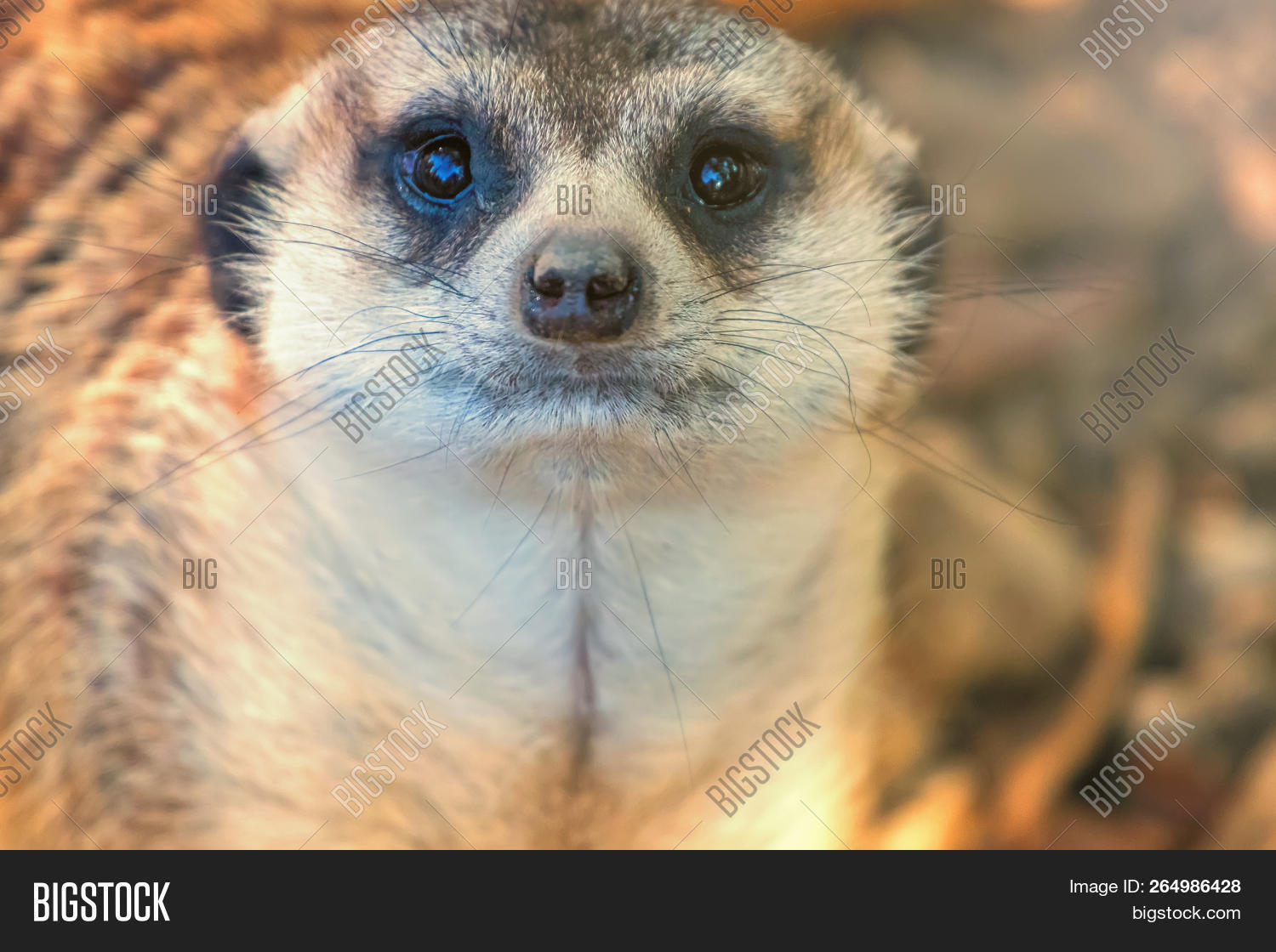 Imagen y foto Meerkat Portrait (prueba gratis) | Bigstock