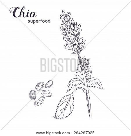 Chia Plant Seeds Hand Vector & Photo (Free Trial) | Bigstock