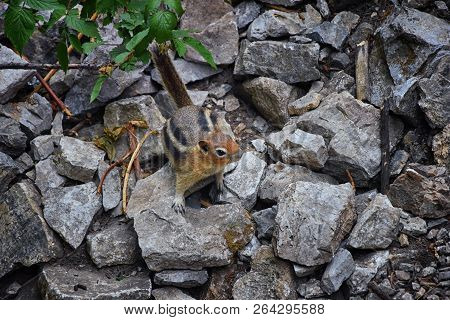 Western Chipmunk, ( Image & Photo (Free Trial) | Bigstock