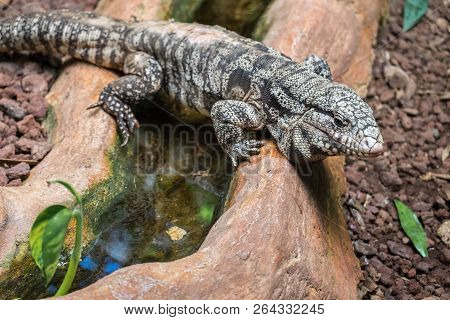 Tupinambis Images, Illustrations & Vectors (Free) - Bigstock