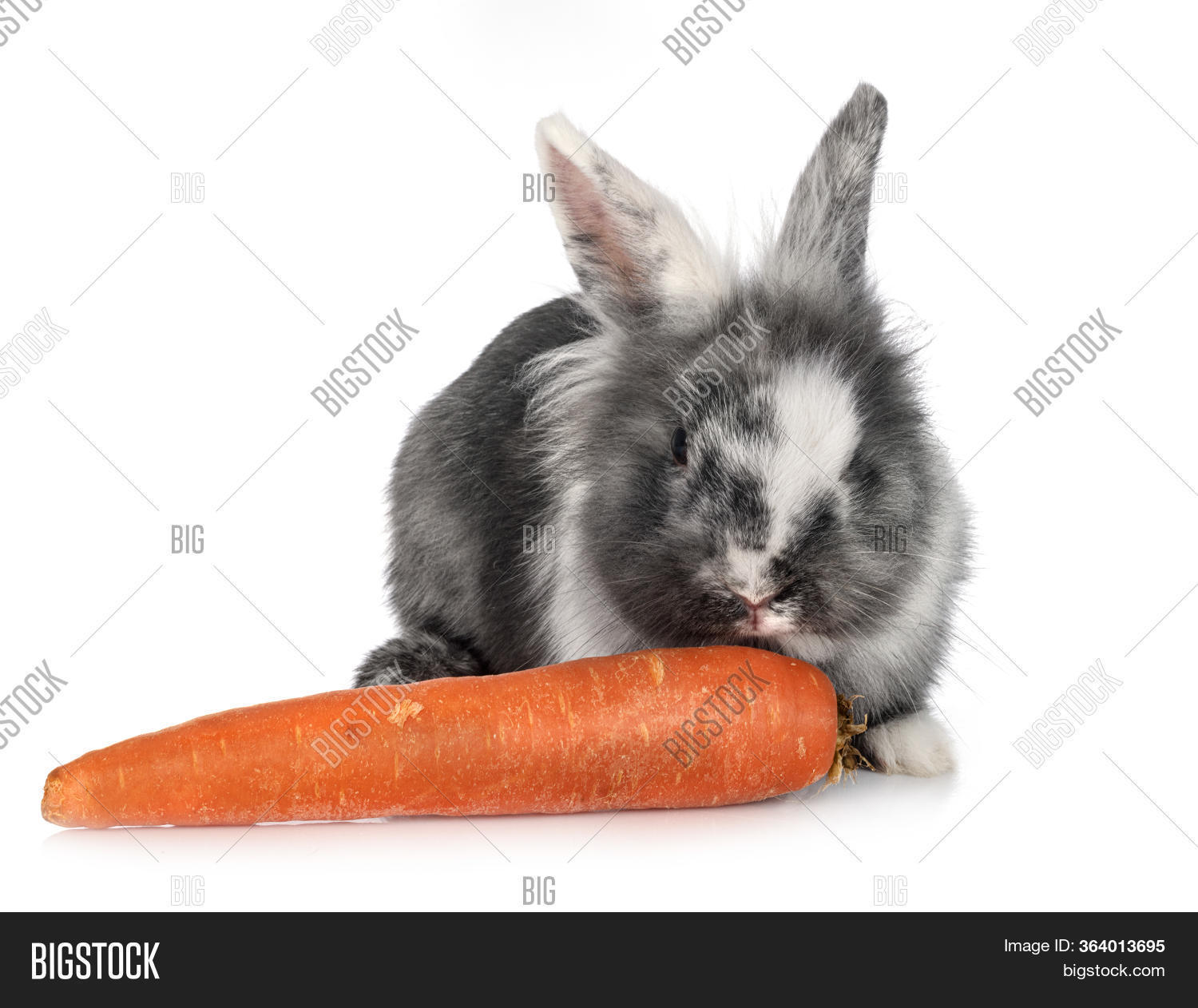 Dwarf Rabbit Front Image & Photo (Free Trial) | Bigstock