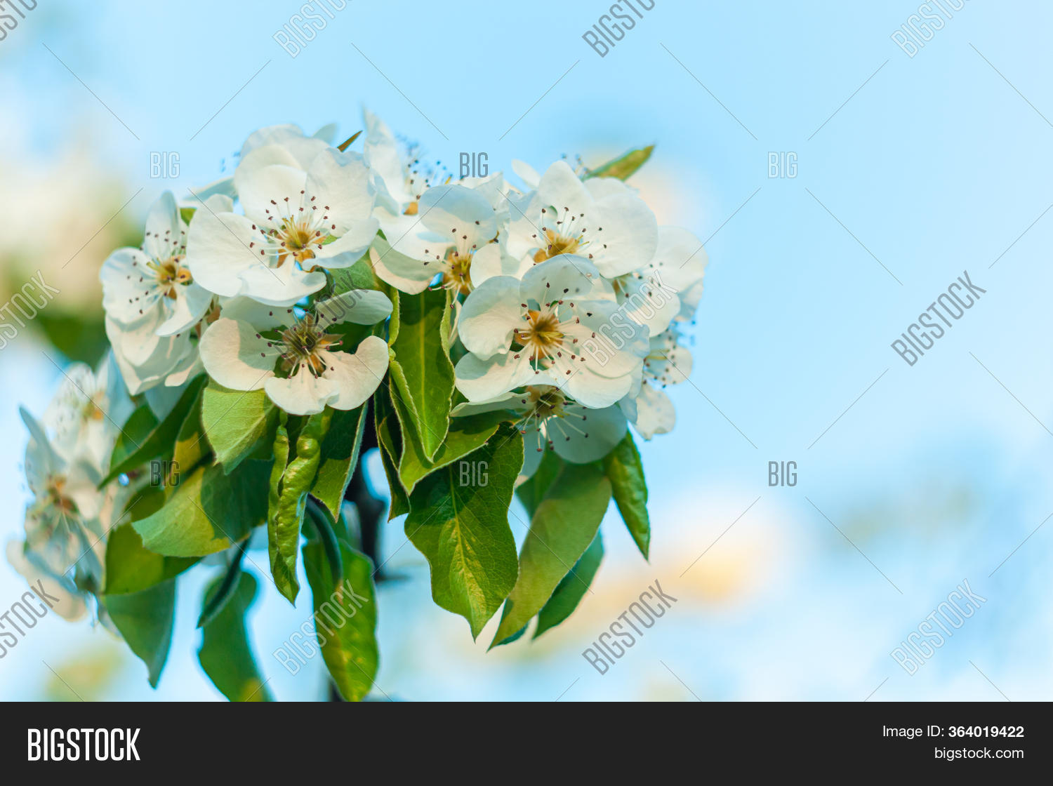 Wild Pear Tree Blossom Image & Photo (Free Trial) | Bigstock