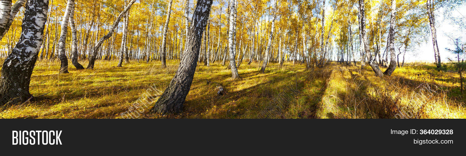 Birch Forest Fall. Image & Photo (Free Trial) | Bigstock