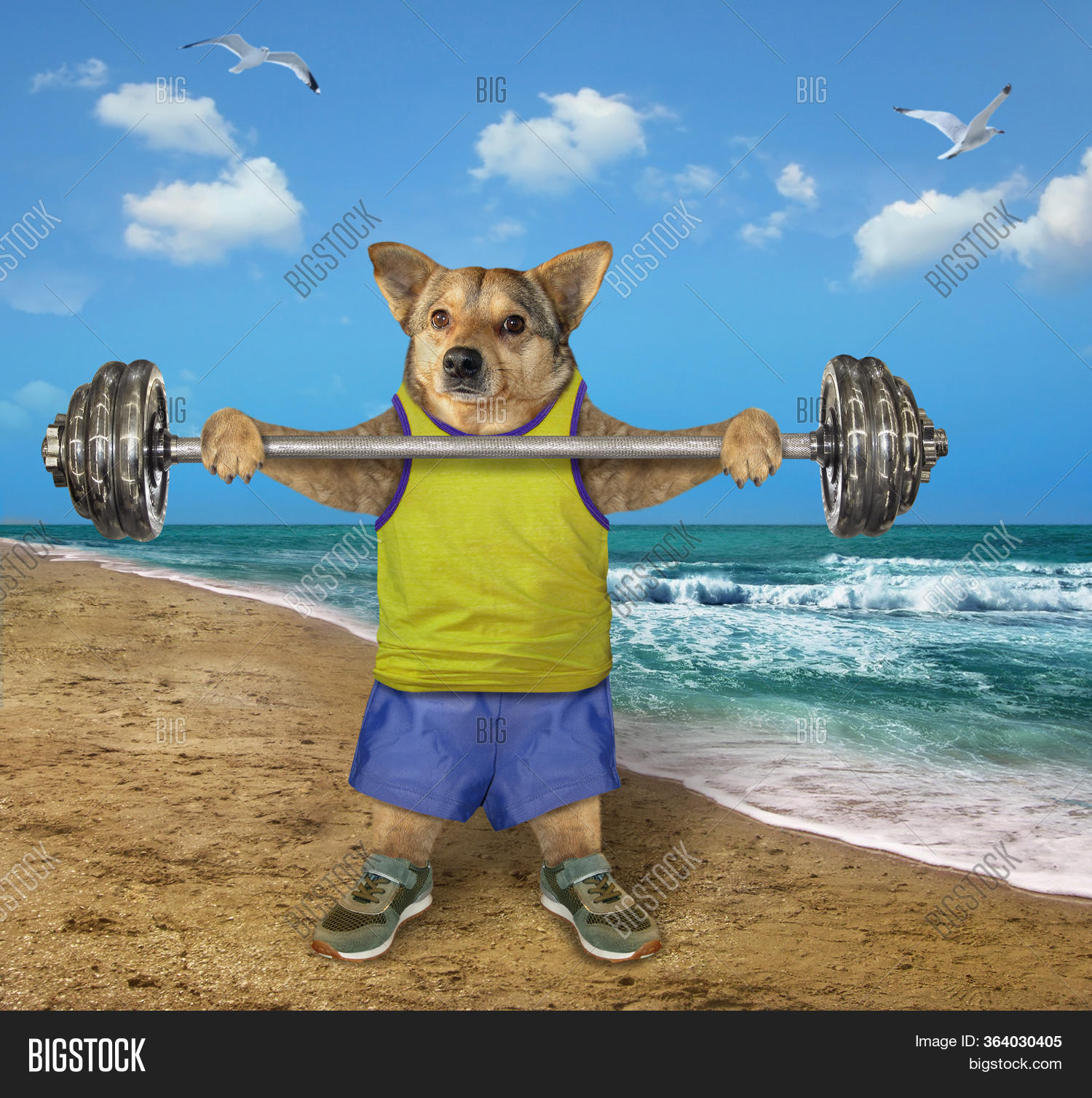 Beige Dog Athlete Image & Photo (Free Trial) | Bigstock